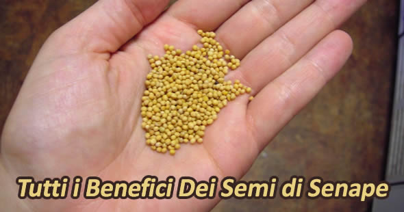 benefici dei semi di senape – Rimedio Naturale