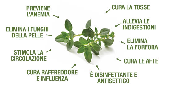 Le proprietà terapeutiche del timo