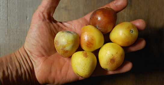 Sorba: il frutto portafortuna che combatte l'acidità, aumenta le difese ...