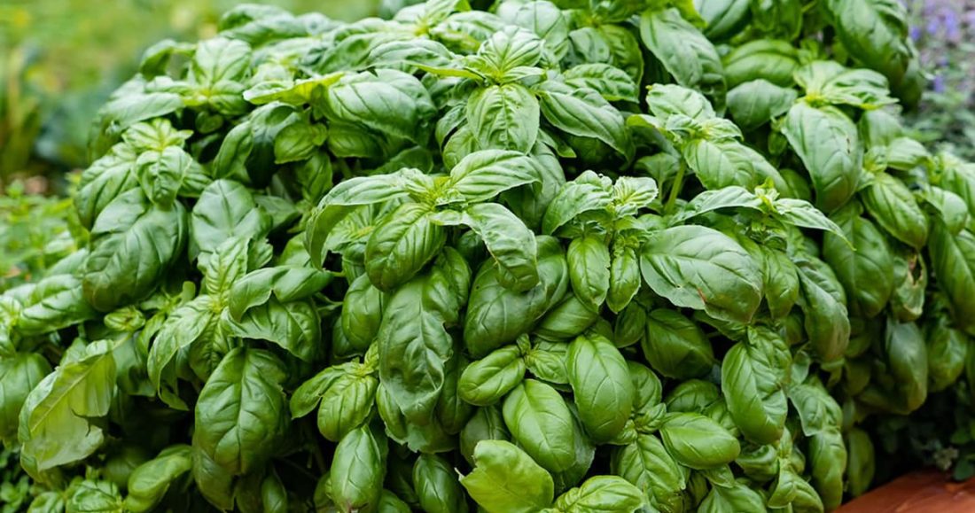 Come avere un basilico bellissimo anche se lo tieni in casa