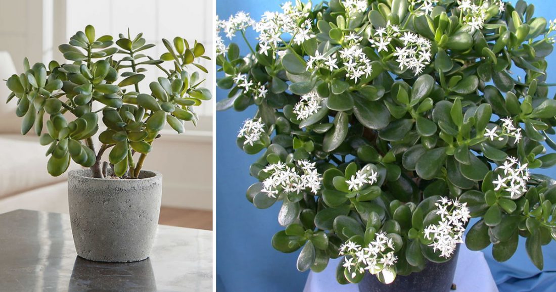 Come fare fiorire un albero di Giada per attrarre fortuna nelle nostre case