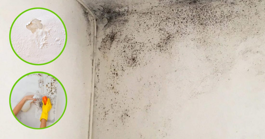 Il rimedio definitivo contro la muffa sui muri: eliminala per sempre