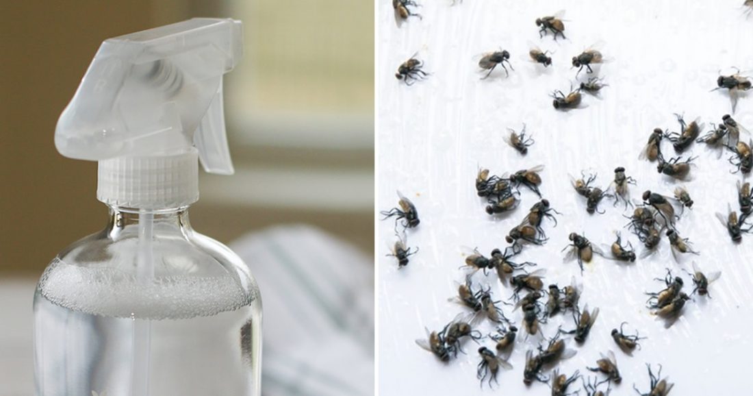 Elimina le mosche con l'arrivo del caldo: 1 metodo infallibile senza ...