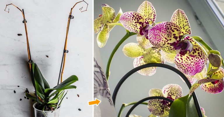 Come recuperare un'orchidea appassita o secca passo dopo passo