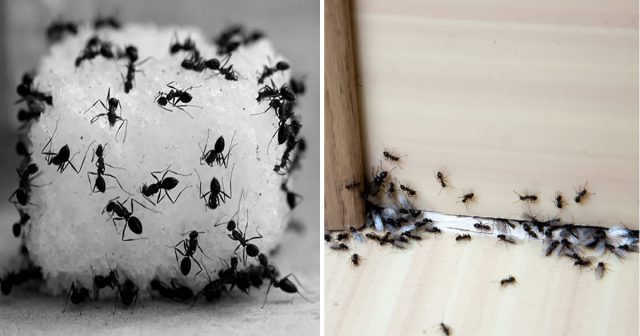 Le 3 trappole più efficaci per eliminare le formiche da casa e balcone ...