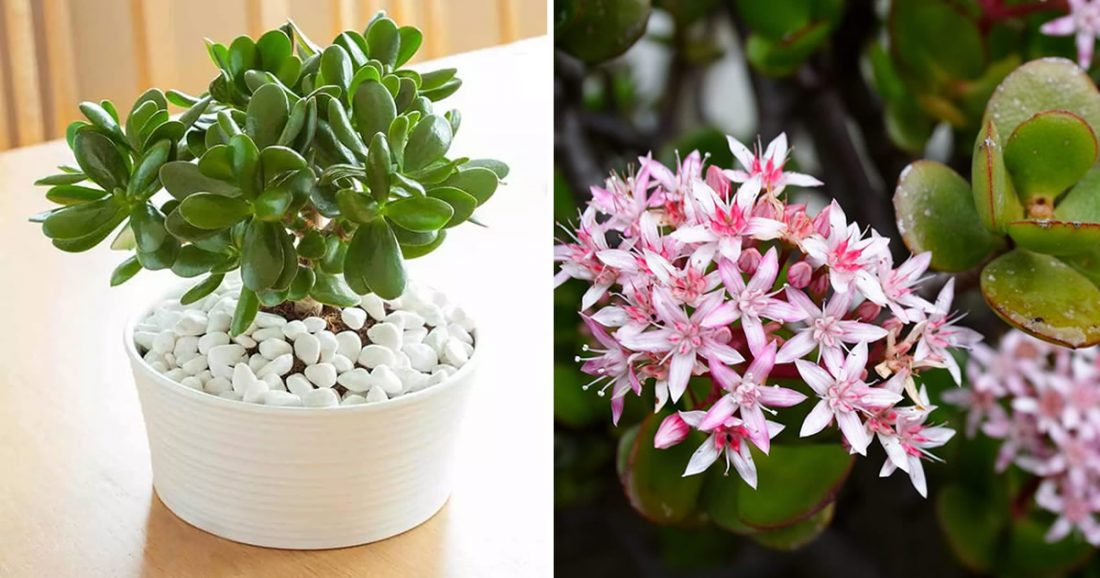 Come fare fiorire l'albero di Giada e riempirlo di foglie per sempre: 3 ...