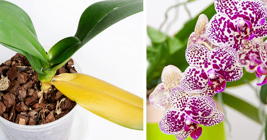 Come mantenere un'orchidea sana e fiorita per anni anche se le foglie ...