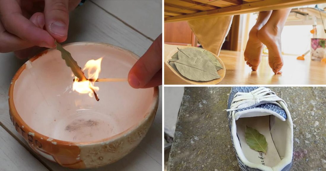 Rituali con l'alloro per attrarre fortuna e prosperità