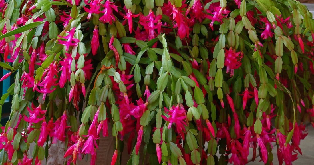 Il segreto per fare produrre più fiori al tuo cactus di Natale