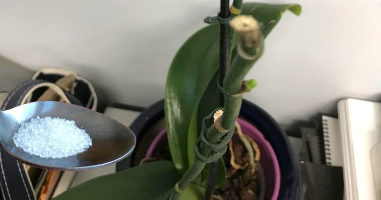 Il segreto dei fiorai per avere orchidee fioritissime