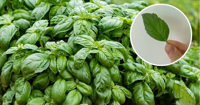 Come riprodurre il basilico per averne una scorta infinita