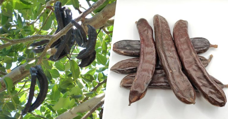 Il frutto quasi dimenticato che fa andare di corpo, fa perdere peso e ...