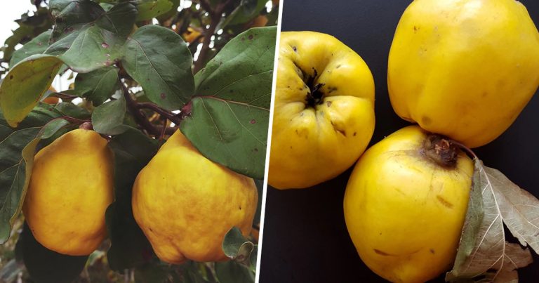 Un frutto quasi dimenticato: tutte le meraviglie della mela cotogna