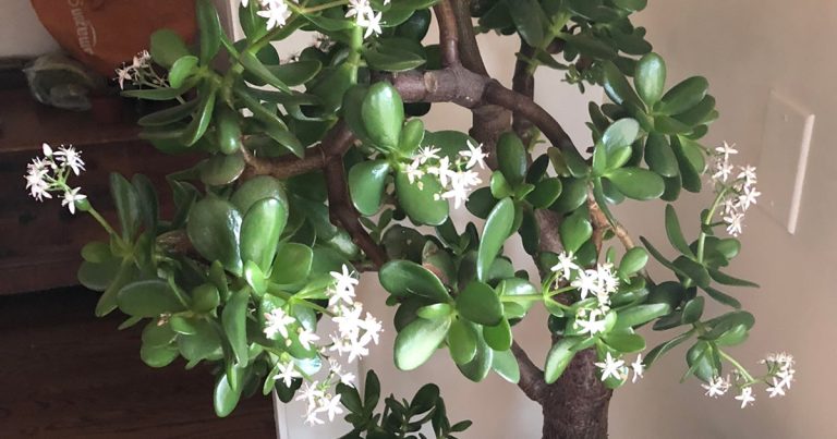 L'ingrediente naturale che attiva la fioritura dell'albero di Giada