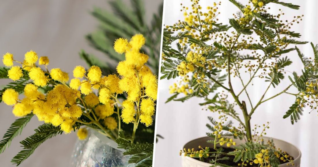 Come propagare una mimosa partendo da un rametto