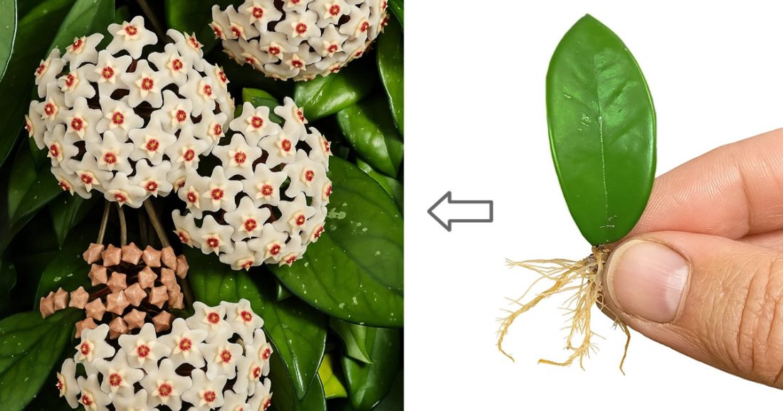 Come coltivare il fiore di cera e tutti i segreti per farlo fiorire